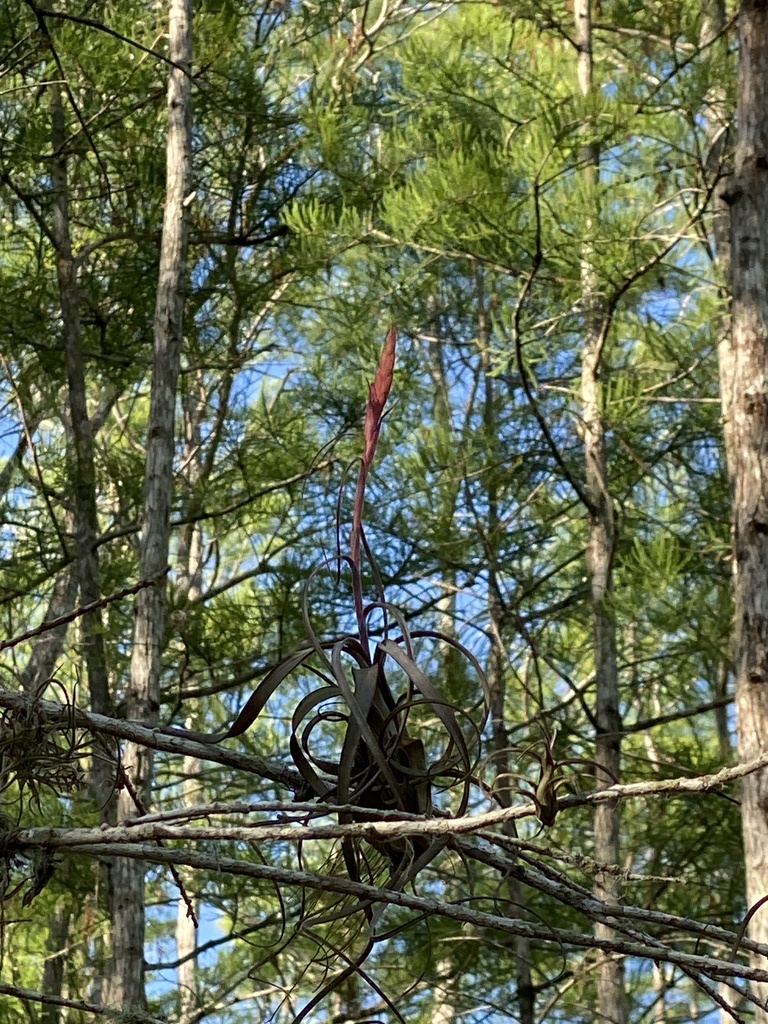 Balbis' airplant in April 2025 by francescamonte · iNaturalist
