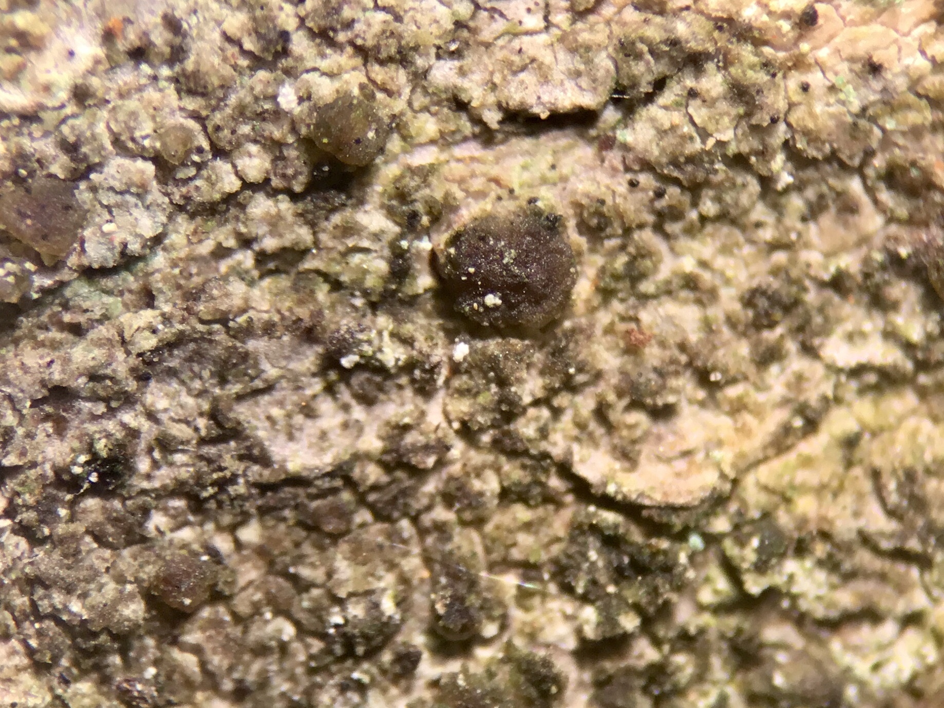 Intralichen lichenum (Diederich) D.Hawksw. & M.S.Cole