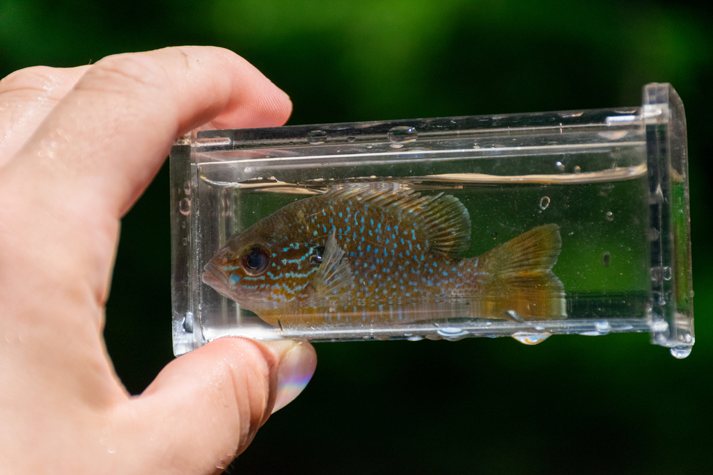 Swampland Longear Sunfish from Trussville, AL, USA on July 8, 2019 at ...