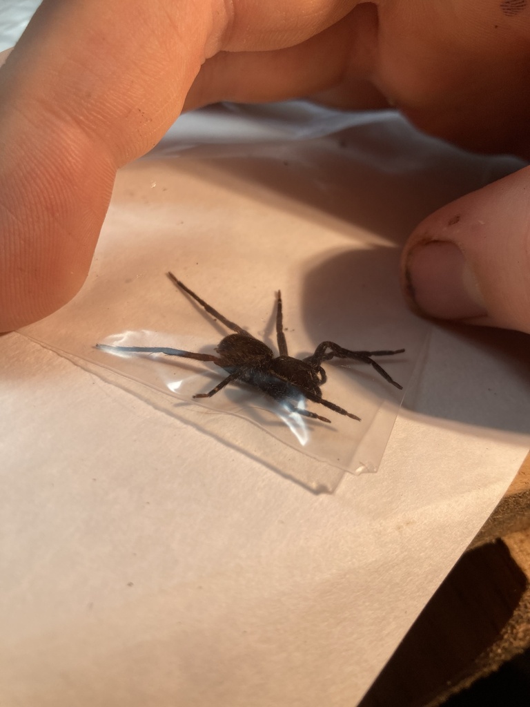 Wandering Spiders from Mera, Pastaza, EC on April 16, 2025 at 09:02 PM ...