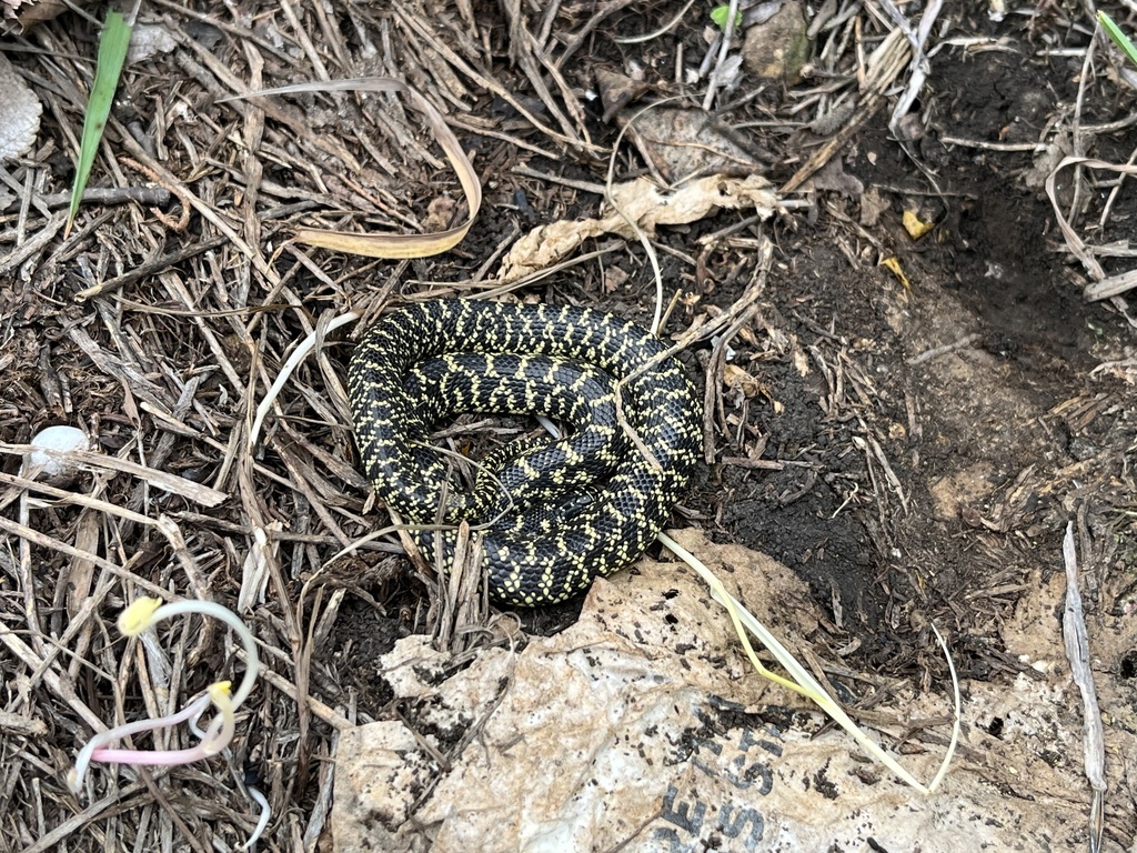 Speckled Kingsnake in April 2025 by Matthew. Lifer · iNaturalist