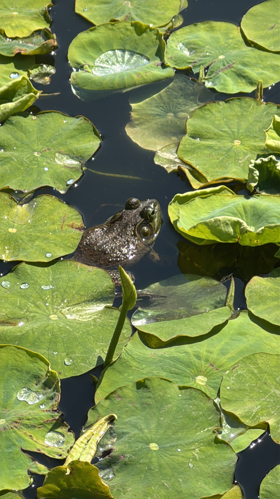 American Bullfrog from Park Dr NE, Atlanta, GA, US on April 18, 2025 at ...