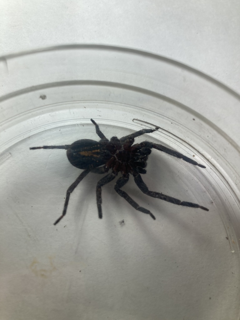 Wandering Spiders from Mera, Pastaza, EC on April 16, 2025 at 09:00 PM ...