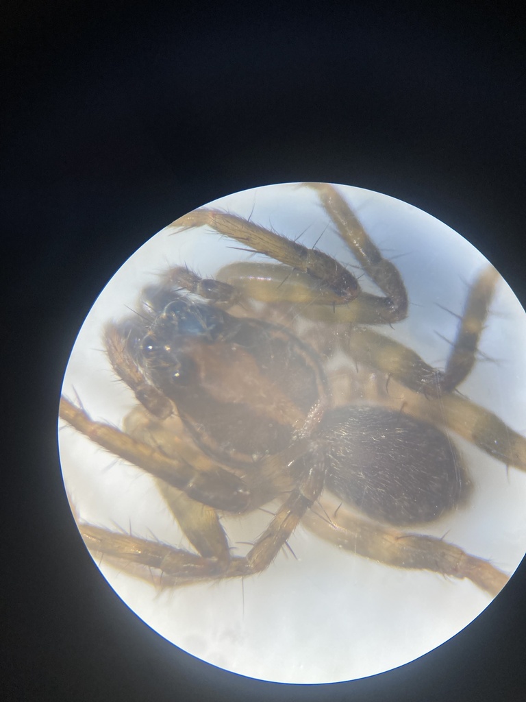Wolf Spiders from Mera, Pastaza, EC on April 16, 2025 at 09:00 PM by ...
