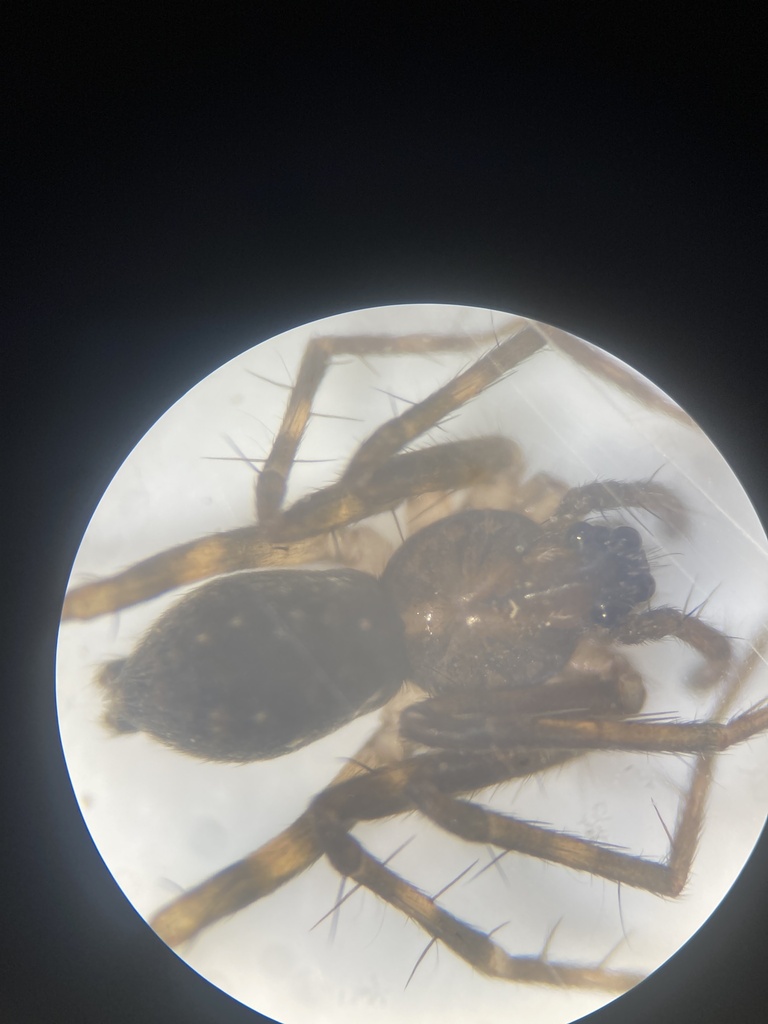 Wolf Spiders from Mera, Pastaza, EC on April 16, 2025 at 09:00 PM by ...