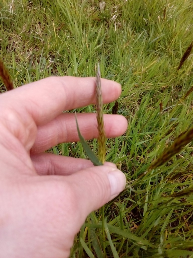 sweet vernal grass from Englefield Green, UK on April 18, 2025 at 04:39 ...