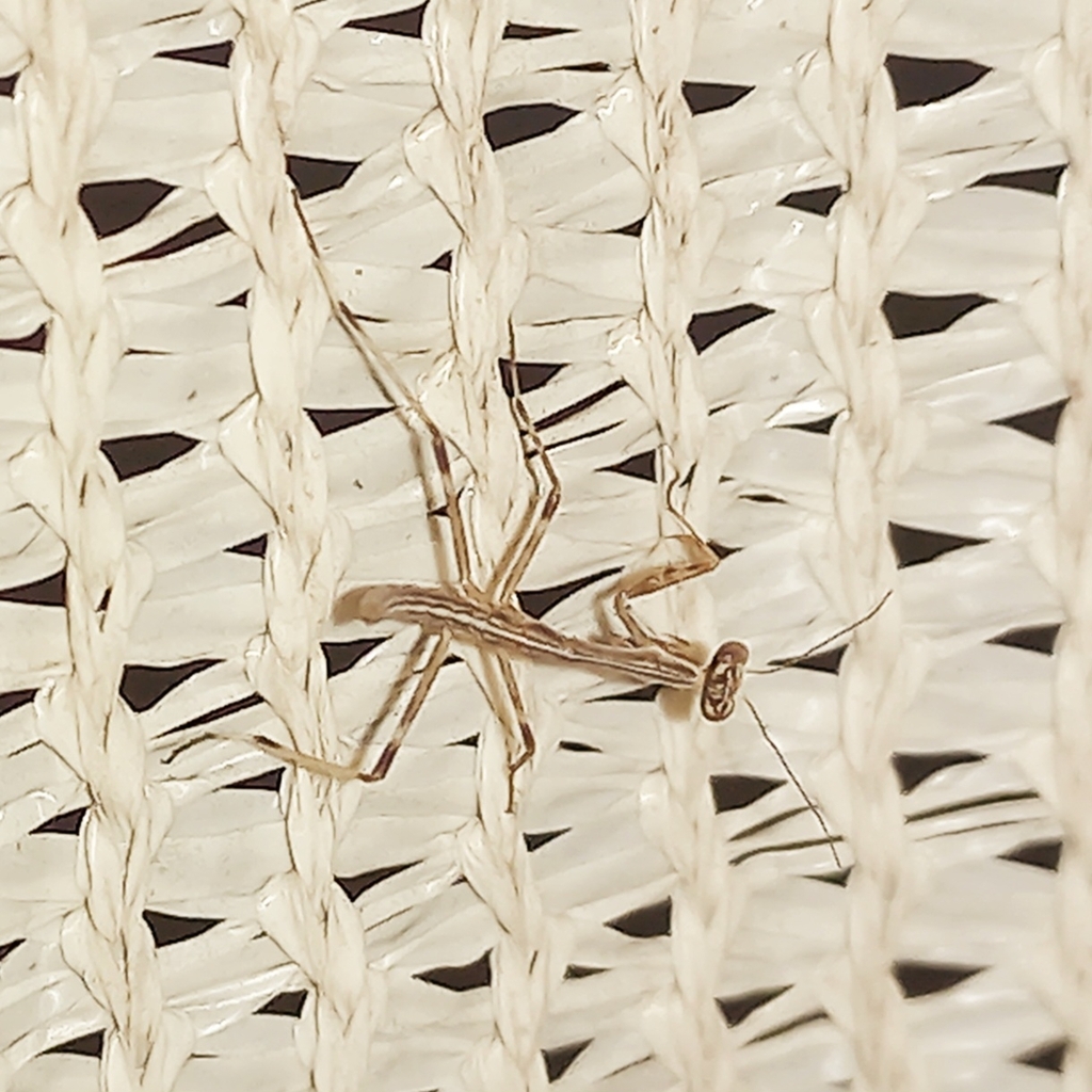 Australian Grass Mantises in April 2025 by A.J. Anderson. Tiny (>7mm ...