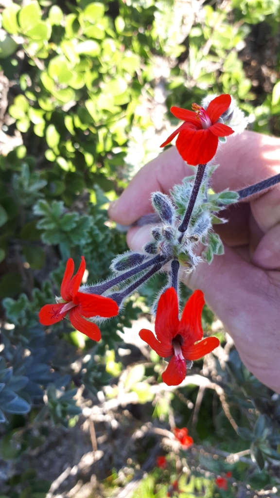 Red Mallow from West Coast National Park, West Coast DC, South Africa ...