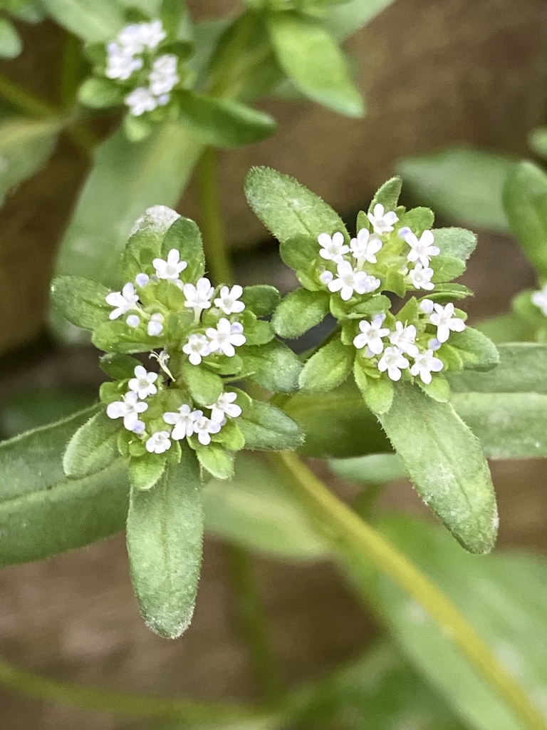 Cornsalads in April 2025 by Albert Cardona · iNaturalist
