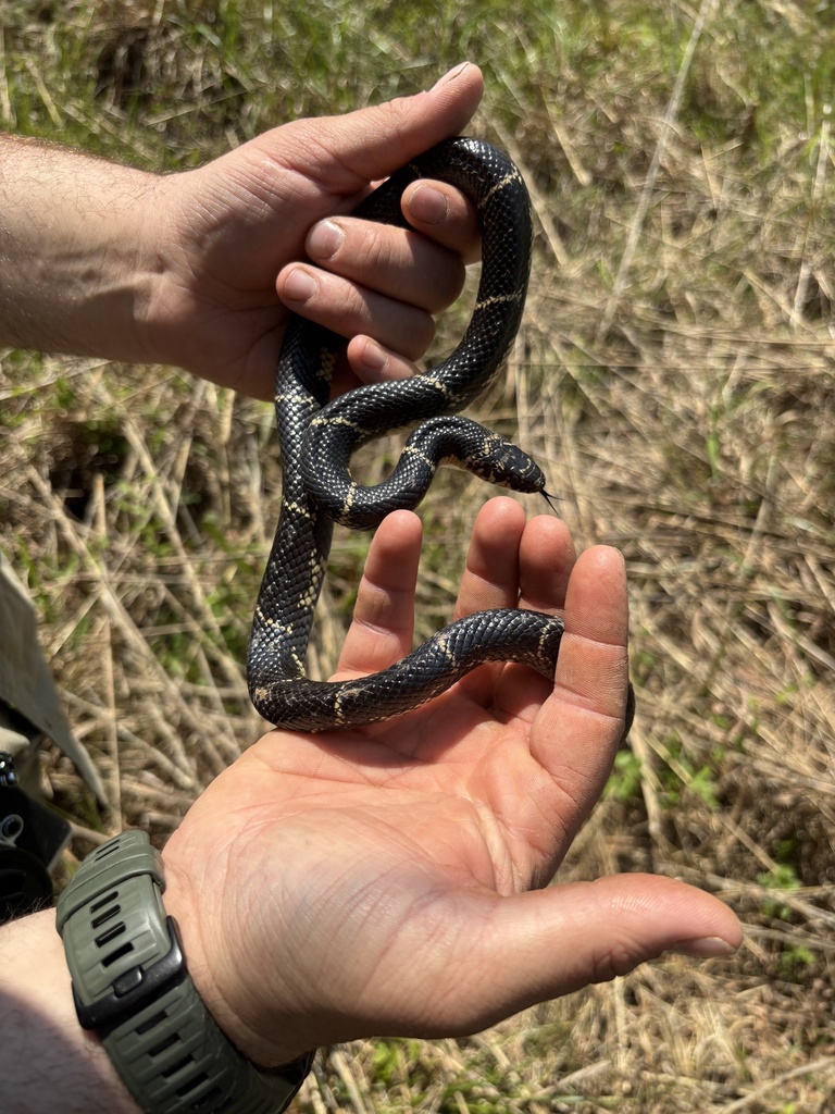 Eastern Kingsnake from Lyons Rd, Stonecrest, GA, US on April 18, 2025 at 12:31 PM by ...