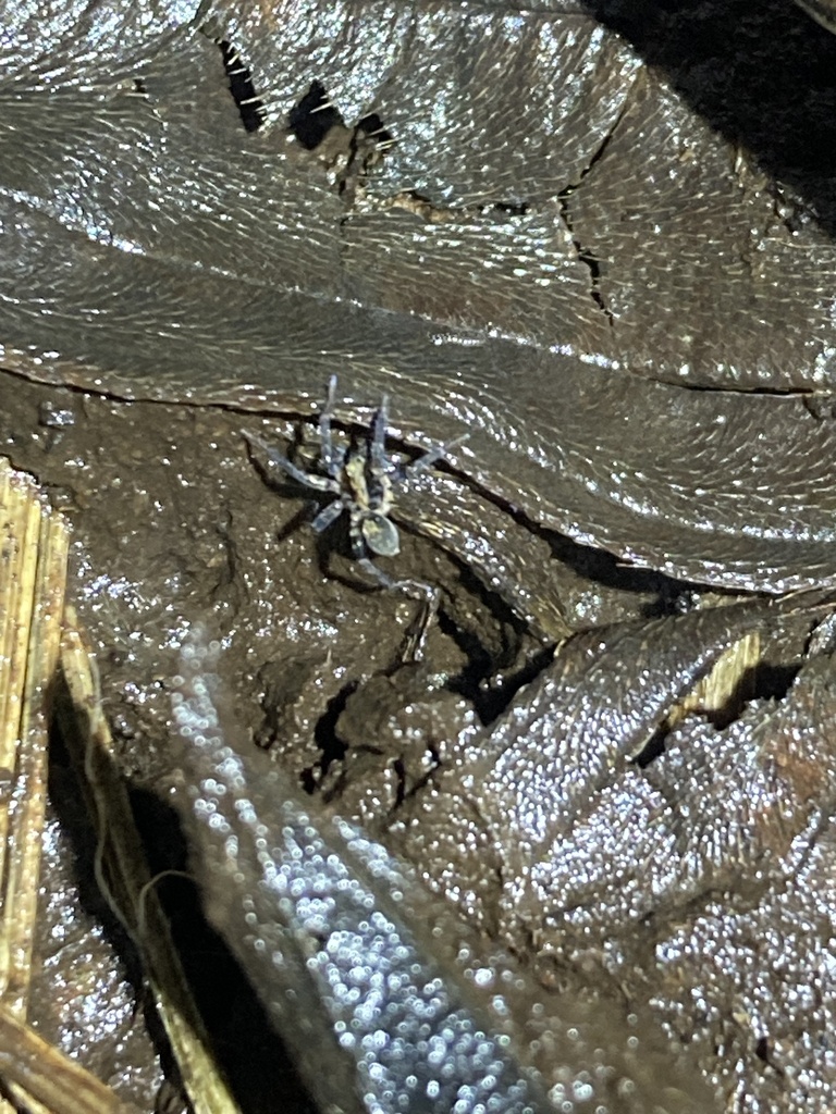 Wolf Spiders from Mera, Pastaza, EC on April 17, 2025 at 08:35 PM by ...