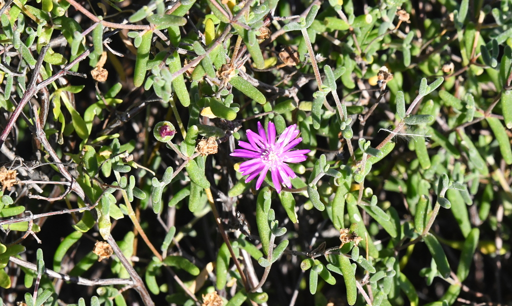 Mound Dewfig from Pixley ka Seme, ZA-NC, ZA on April 17, 2025 at 05:09 ...