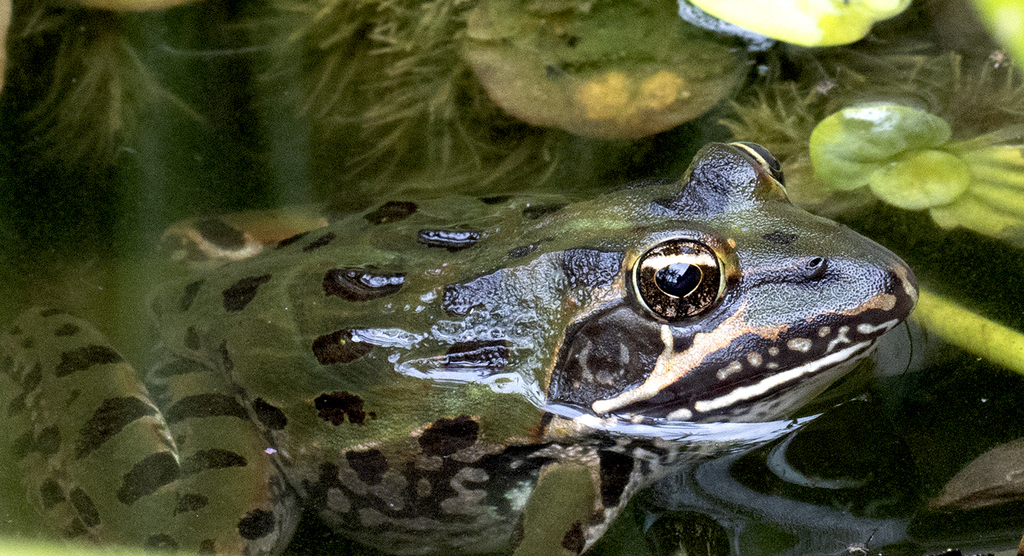 Common River Frog from Silver Lakes Golf Estate, 0054, Suid-Afrika on ...