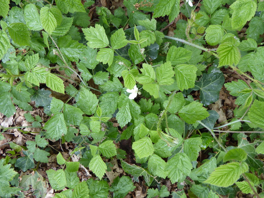 European dewberry from Sutton, UK on April 18, 2025 at 03:37 PM by ...