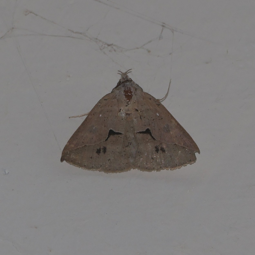 Dierna patibulum from Bakrol, Gujarat 388315, India on January 30, 2025 ...