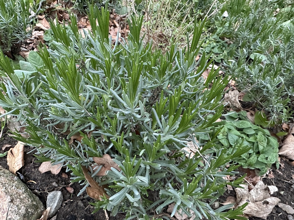 Common Lavender from High Street, Aberlour, Scotland, GB on April 18 ...
