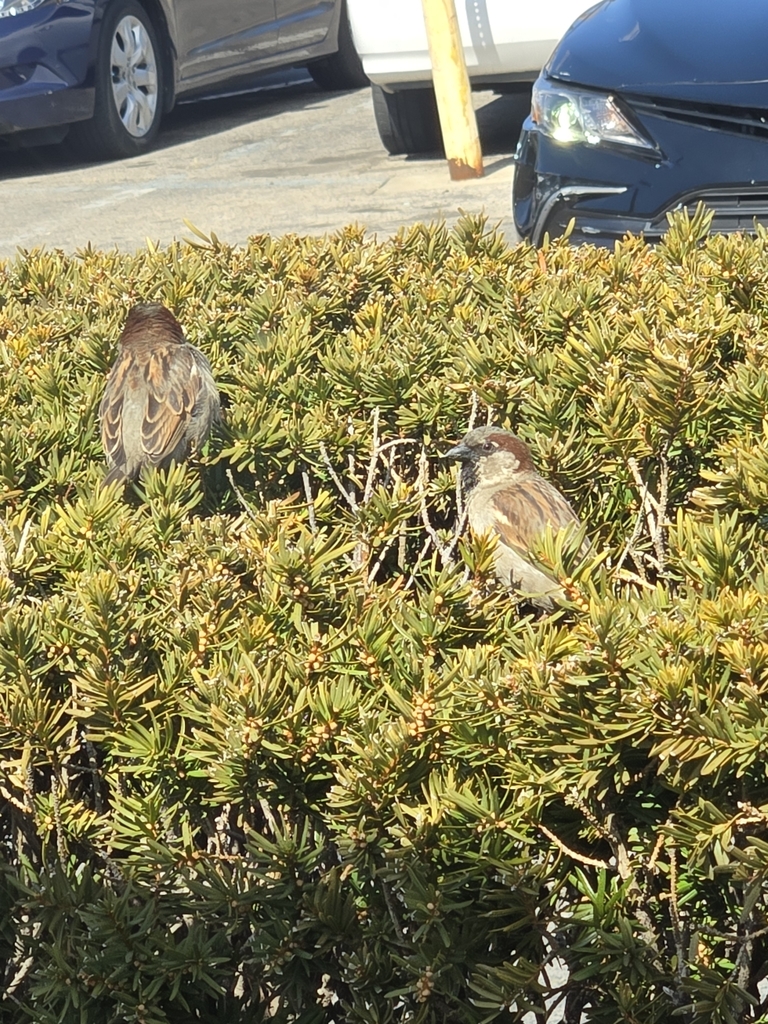 House Sparrow from Lawncrest, Philadelphia, PA, USA on March 9, 2025 at ...