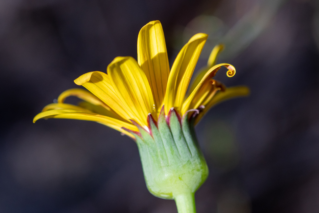 Bulbous Babooncabbage (Othonna bulbosa) - Botanical Realm