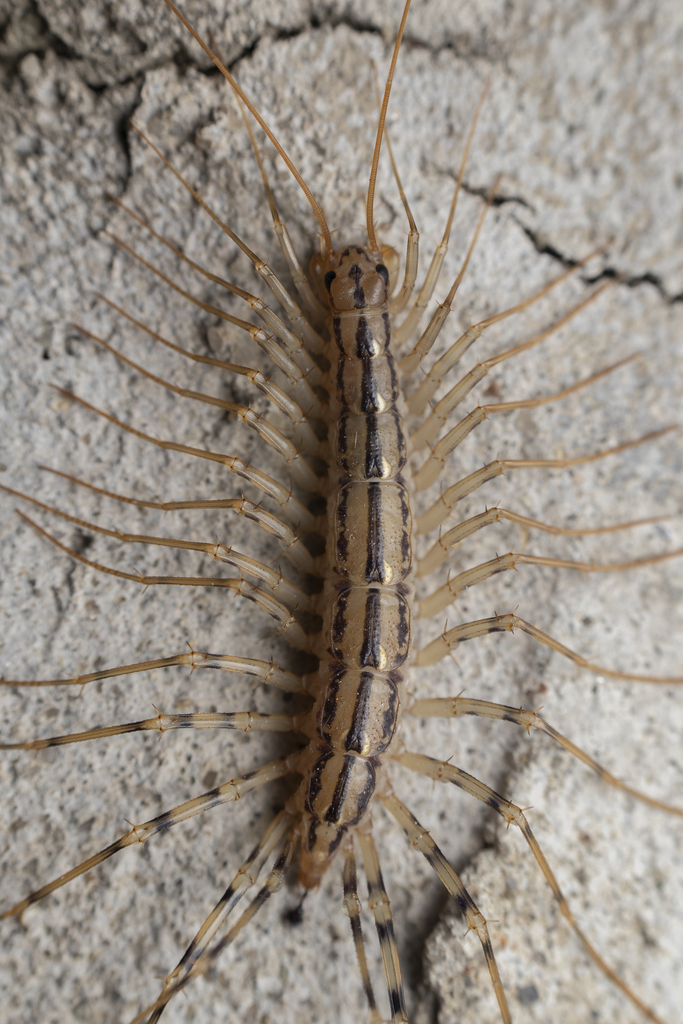 House Centipede from Vakiri, Georgia on April 18, 2025 at 09:37 PM by ...