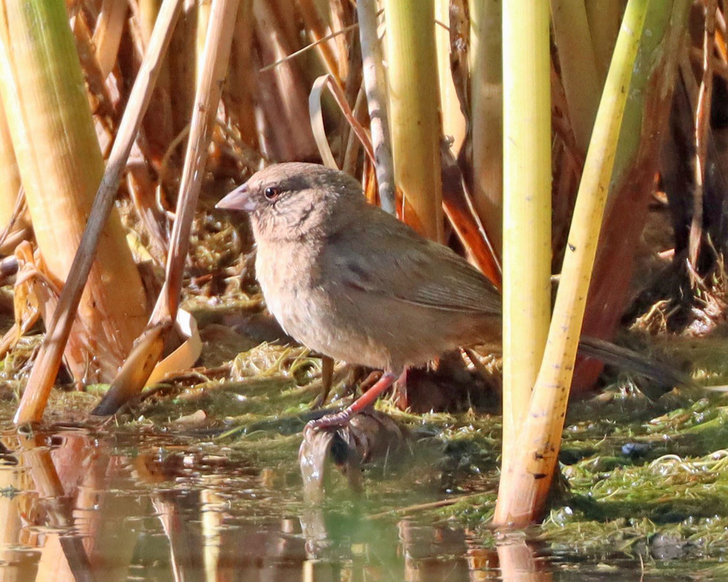 Abert's Towhee from Canoa Ranch, AZ, USA on April 18, 2025 at 07:40 AM ...