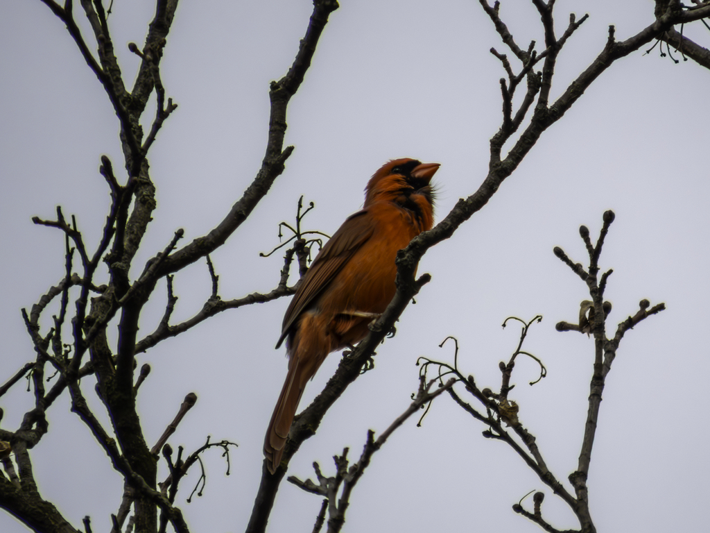 Northern Cardinal from Cambridge, ON, Canada on April 18, 2025 at 08:46 ...