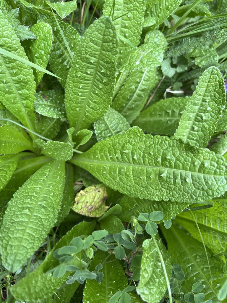 wild teasel from Nursery Close, Oxford, England, GB on April 18, 2025 ...