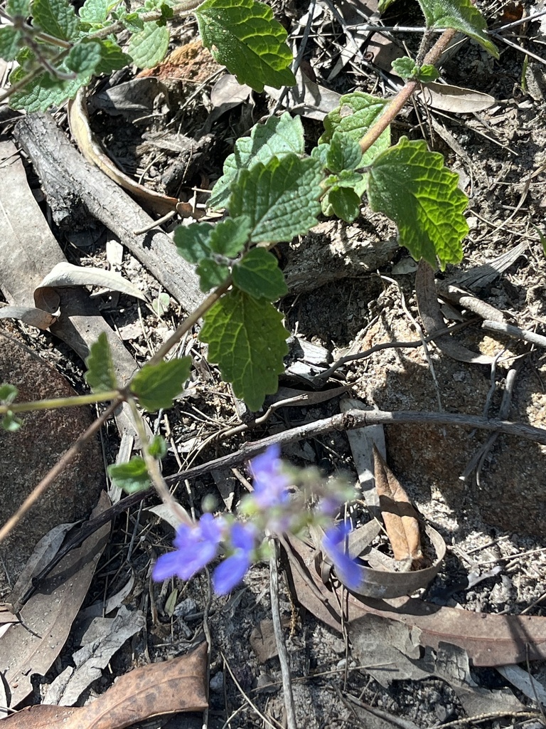 little spurflower from Dharug National Park, Gunderman, NSW, AU on ...