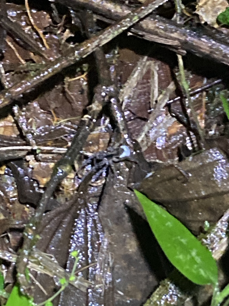 Wolf Spiders from Mera, Pastaza, EC on April 17, 2025 at 10:08 PM by ...