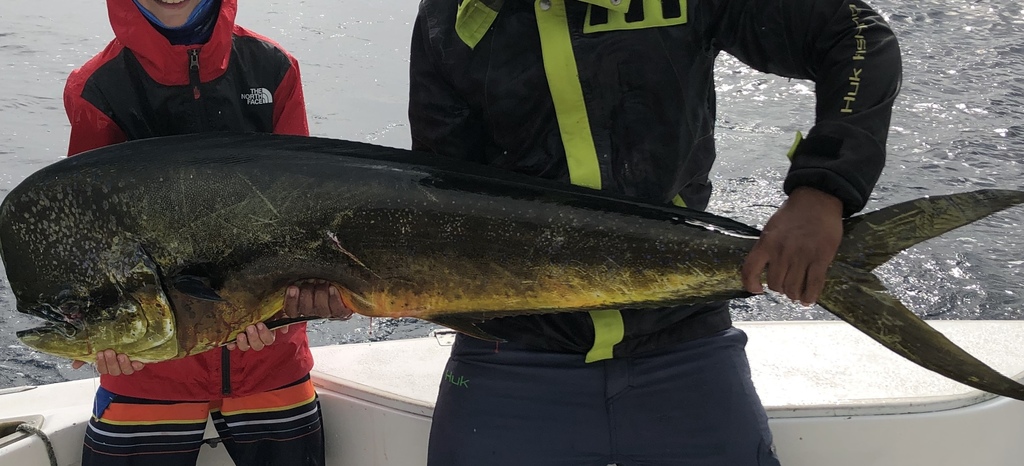 Common Dolphinfish on May 29, 2019 by Court James. This dolphin fish ...