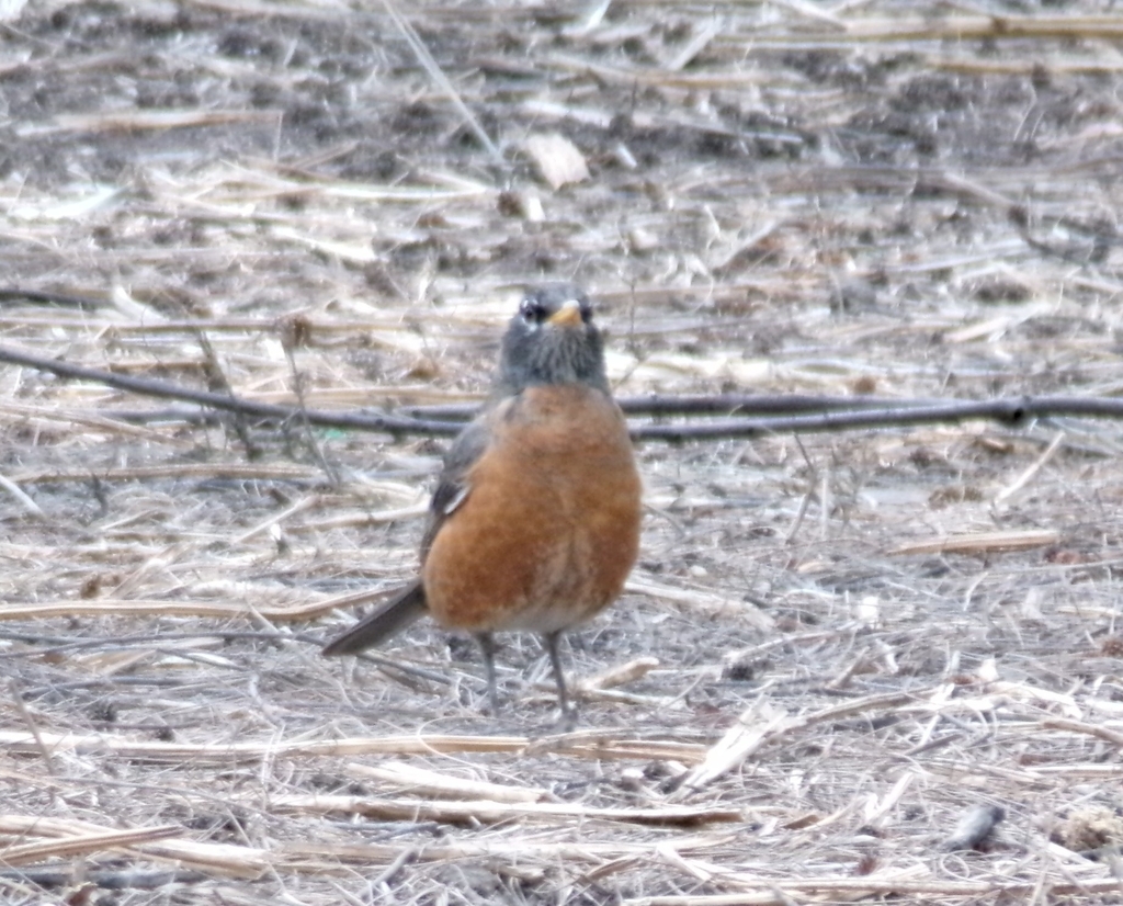 American Robin from Zoológico de San Juan de Aragón, 07920 Ciudad de ...