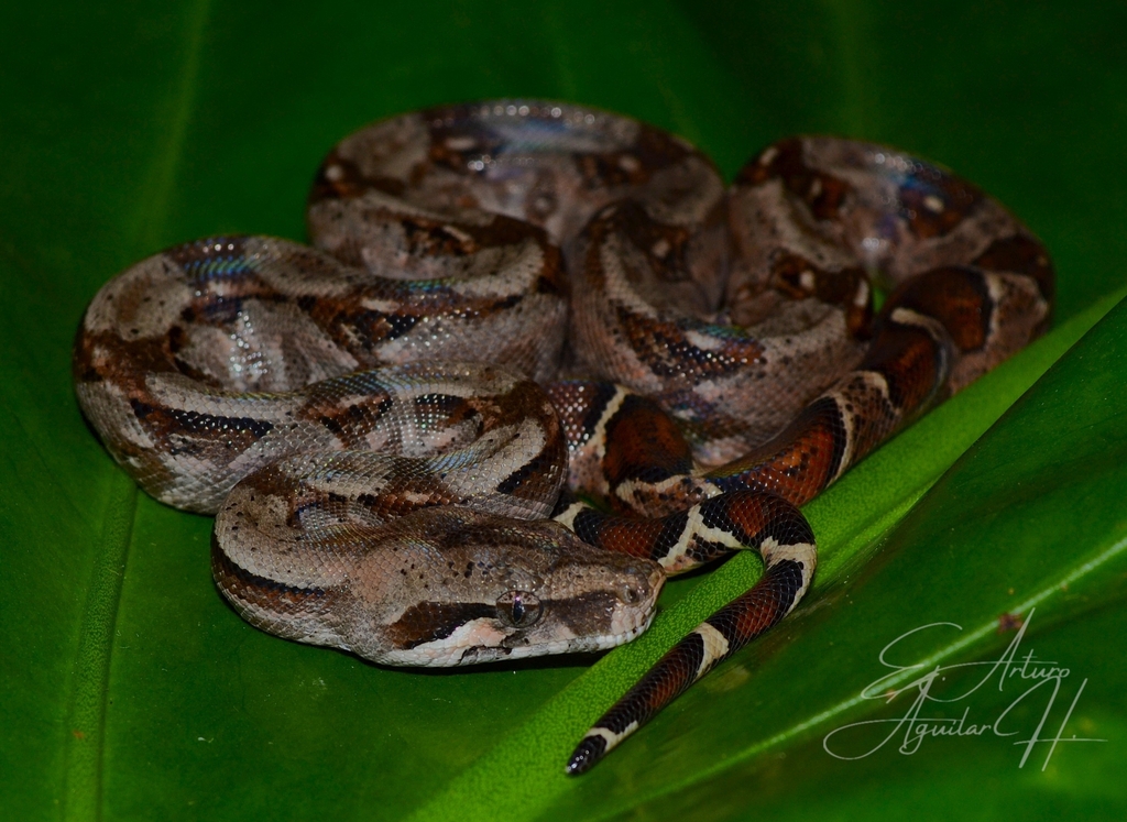 Central American Boa from 95807 Ver., México on August 10, 2024 by ...