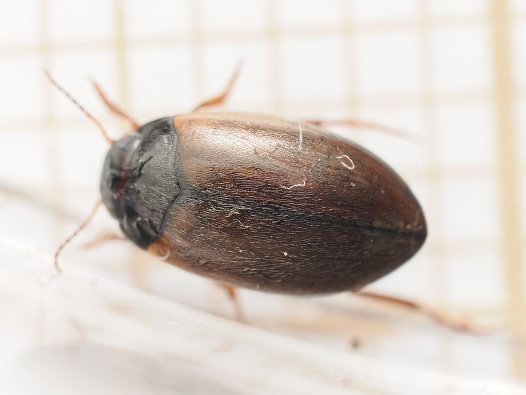 Hydroporus from Opole, PL on April 18, 2025 at 02:00 PM by Michał ...