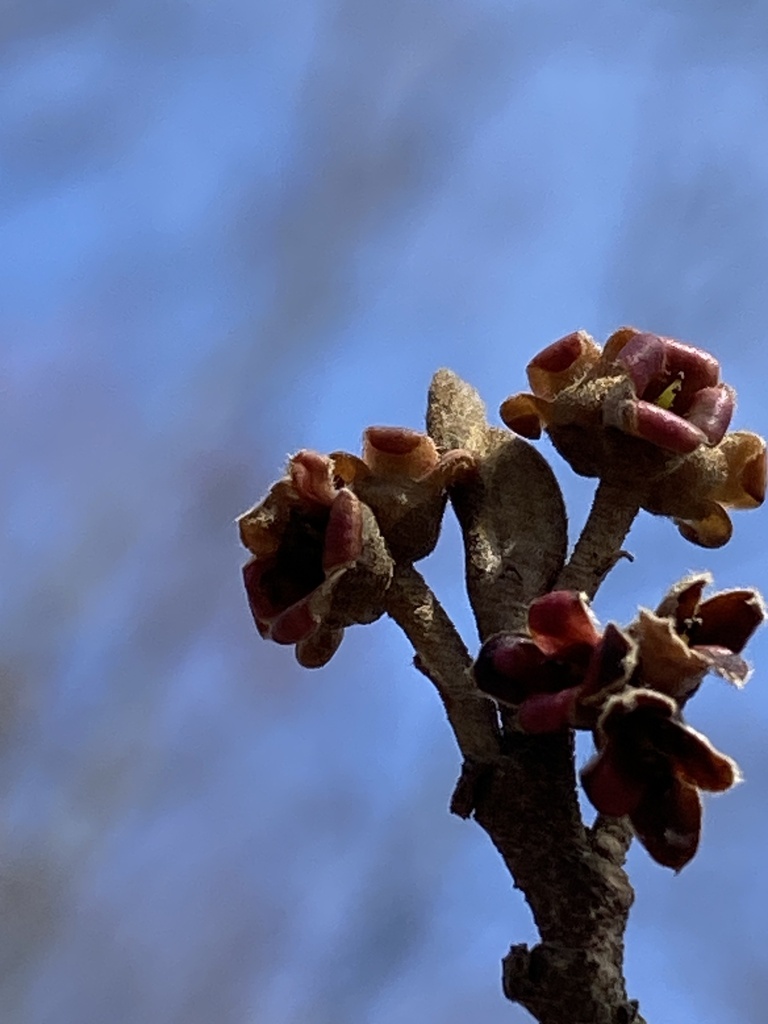 american witch-hazel from Sherman, CT, US on April 18, 2025 at 02:29 PM ...
