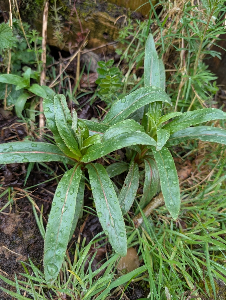 Great Willowherb from St Catherines, Enniskillen BT93 7EY, UK on April ...