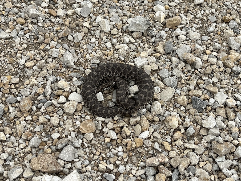Western Massasauga in April 2025 by Matthew. Lifer!!!!! · iNaturalist