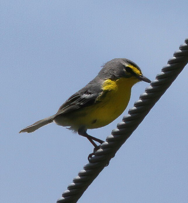 Adelaide's Warbler from Llave, Vieques 00765, Puerto Rico on April 6 ...