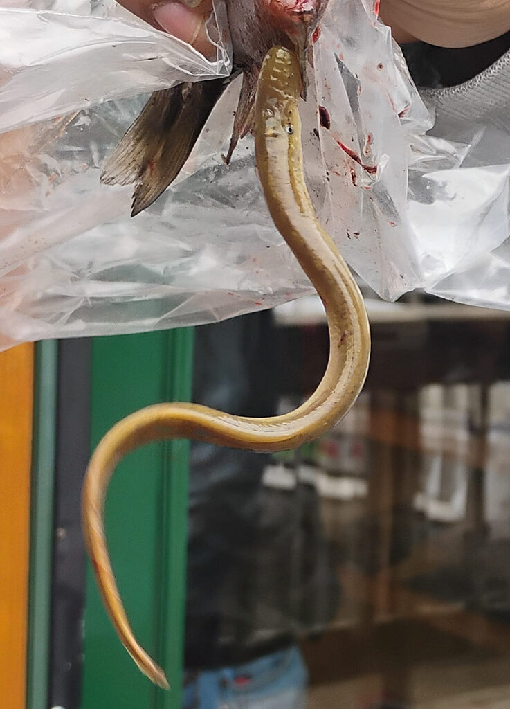 Chestnut Lamprey from Dresbach Fishing Float on April 18, 2025 at 11:13 ...