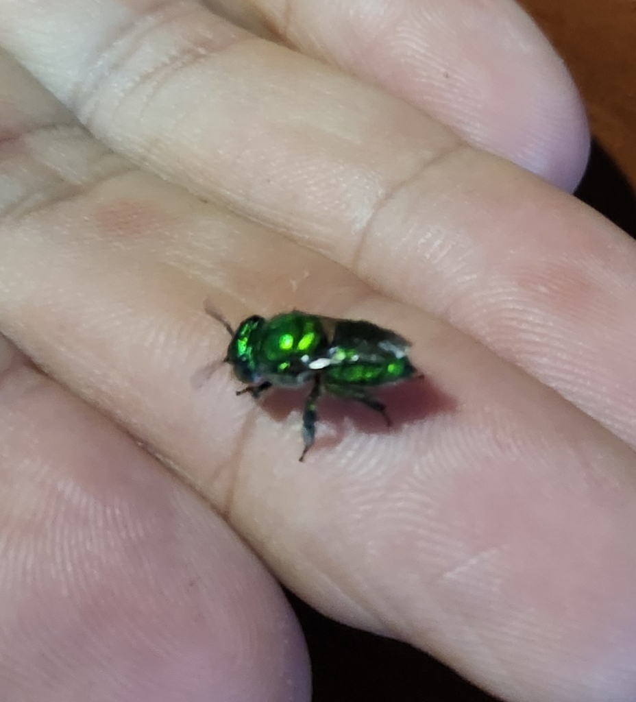 Typical Orchid Bees from H2RQ+2X, Malena, Provincia de Veraguas, Panamá ...