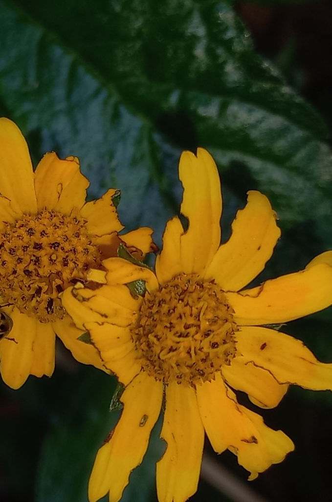 trailing daisy from Agronomia, Porto Alegre - RS, Brasil on April 16 ...