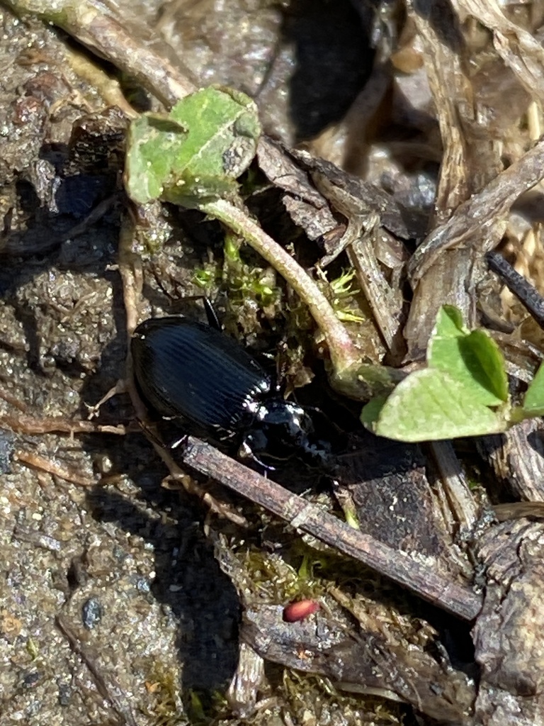 Ground Beetles from Wakeman Hill Rd, Sherman, CT, US on April 18, 2025 ...