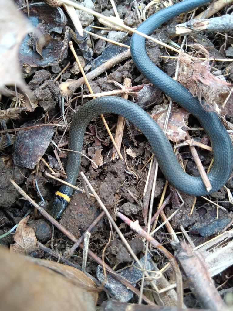 Ring-necked Snake from Vermillion County, IN, USA on April 18, 2025 at ...