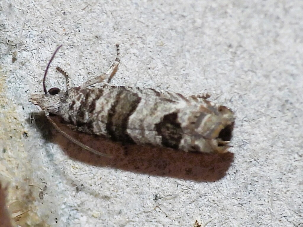 Spilonota from Coomba Park NSW 2428, Australia on April 18, 2025 at 08: ...