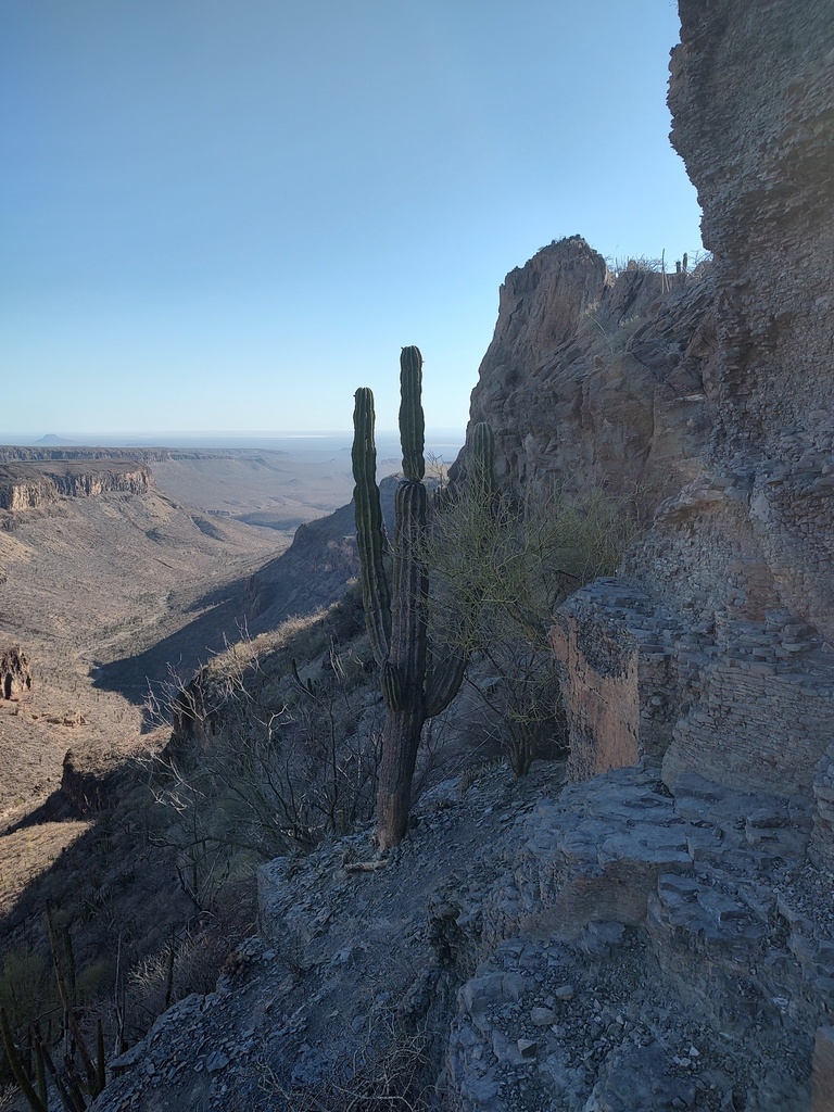Mexican Giant Cactus from Mulegé Municipality, BCS, Mexico on April 18 ...