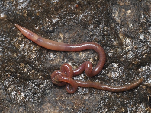 Lombriz de tierra (Sparganophilus eiseni)