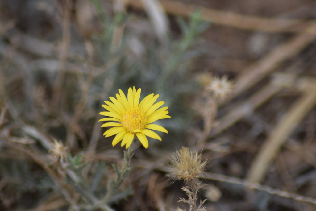 Spiny Goldenweed from España, Hidalgo del Parral, Chih., México on ...