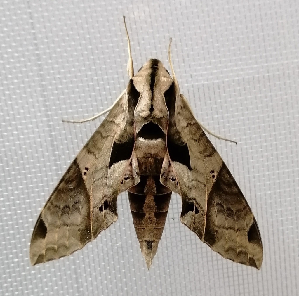 Satellite Sphinx from 95807 Ver., México on June 05, 2022 at 12:47 AM ...