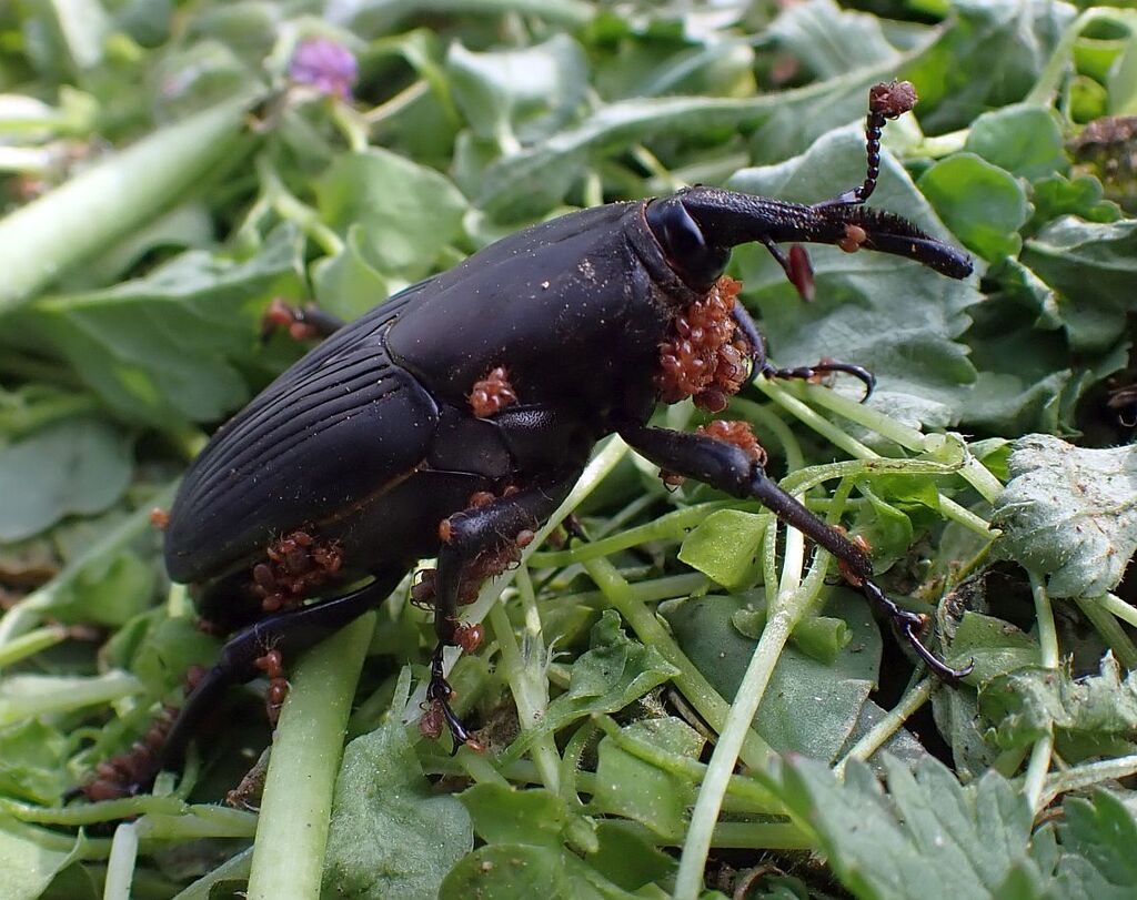 South American Palm Weevil from San Diego County, CA, USA on April 18 ...