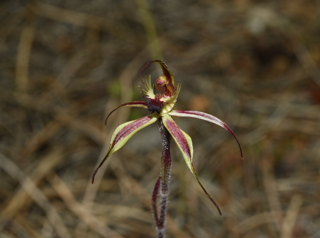 Judy's spider orchid in August 2019 by Stephen Buckle · iNaturalist