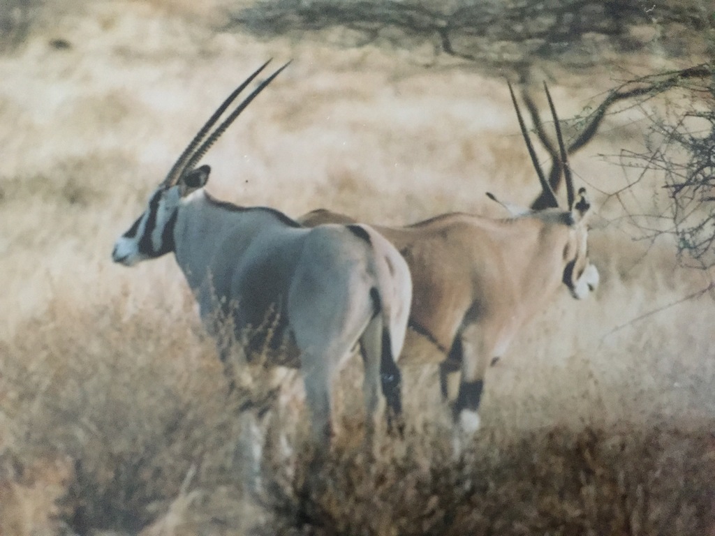 East African Oryx (Oryx beisa) - Know Your Mammals