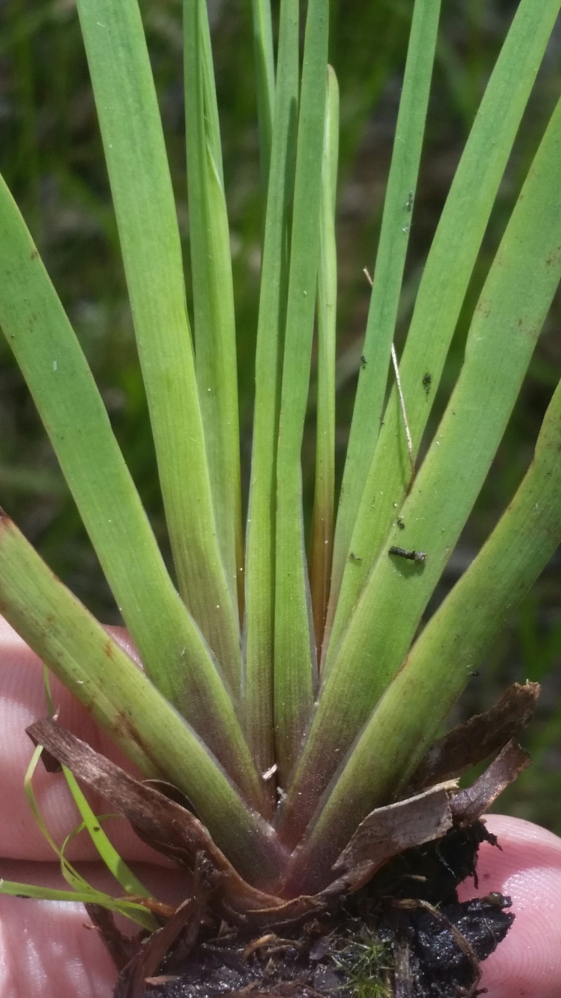 Xyris floridana (Kral) E.L.Bridges & Orzell